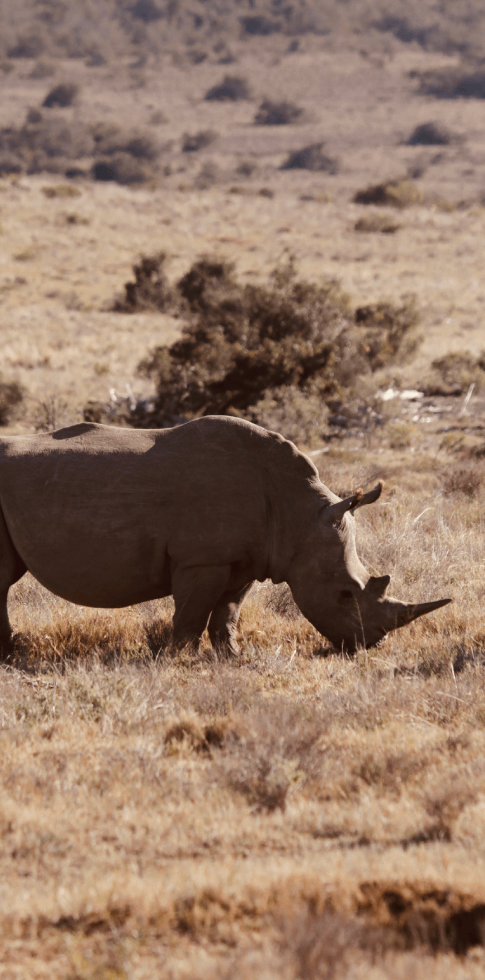 Private Game Reserve | Big 5 Safari - Amakhala