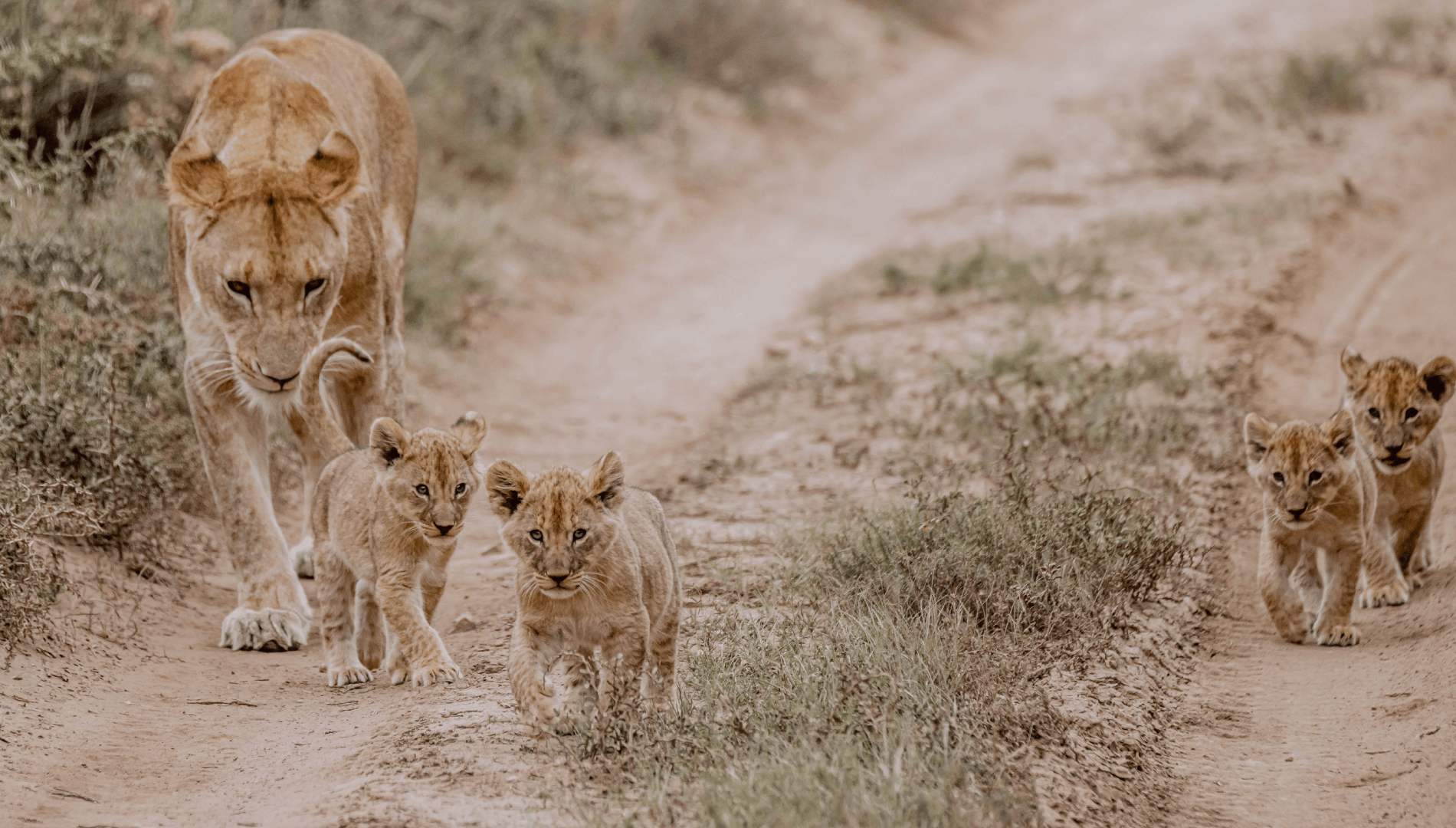 Private Game Reserve | Big 5 Safari - Amakhala