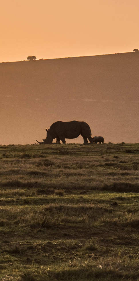 Private Game Reserve | Big 5 Safari - Amakhala