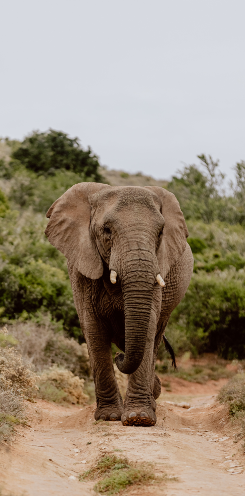 Private Game Reserve | Big 5 Safari - Amakhala